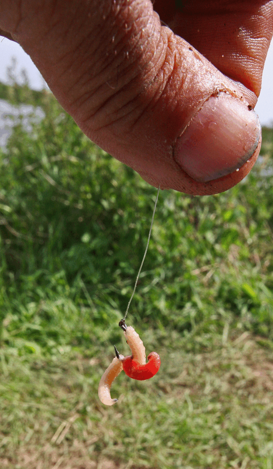 Get On The Maggot - Bob Roberts – Fishing information for the complete ...