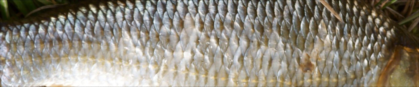 Fisky's Fantastic Feeders Archives - Bob Roberts – Fishing information ...